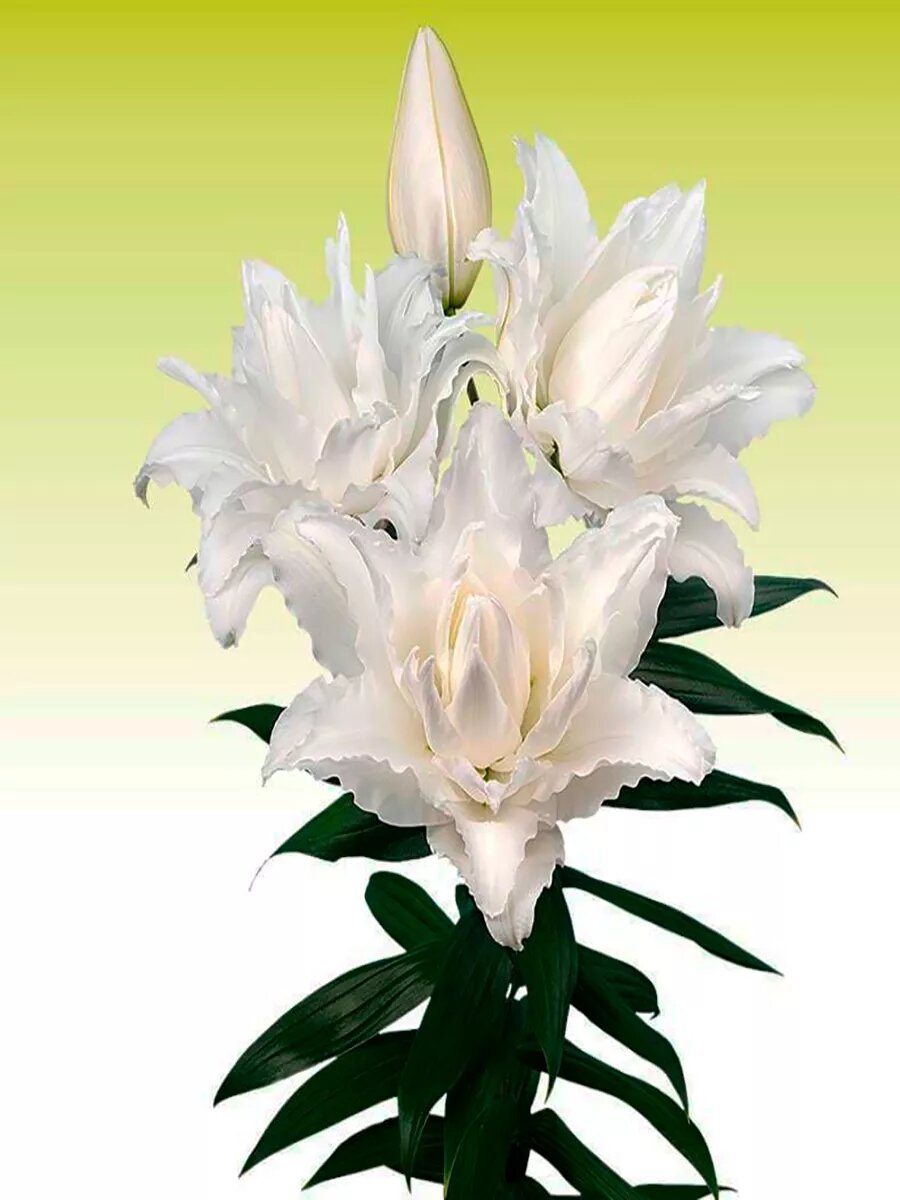 Лилия Roselily Nadia 1 шт