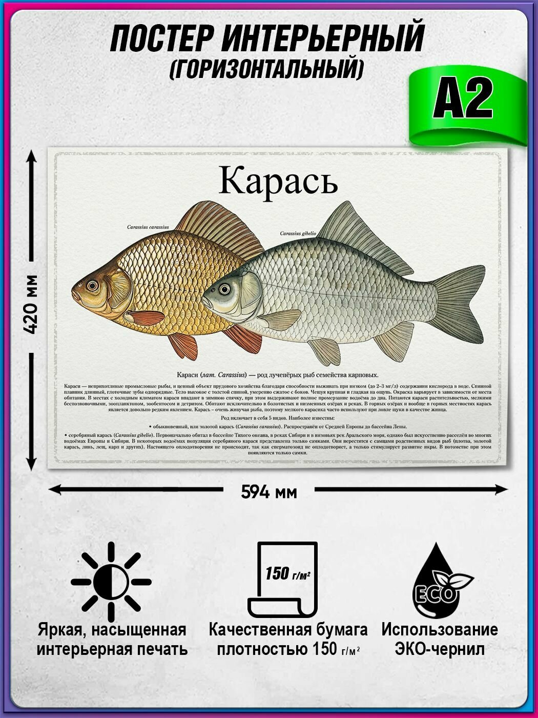 Постер интерьерный "Карась", плакат, подарок на День рыбака / А-2 (60x42 см.)