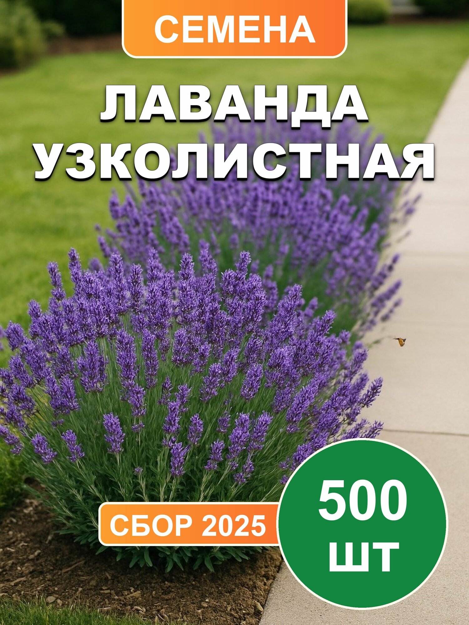Лаванда узколистная, семена, 500шт