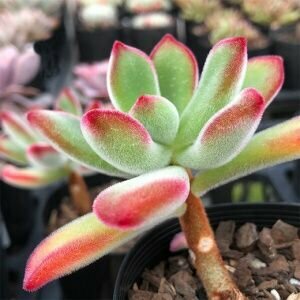 Эхеверия Пульвината Руби (Echeveria Pulvinata Ruby) 20 шт.
