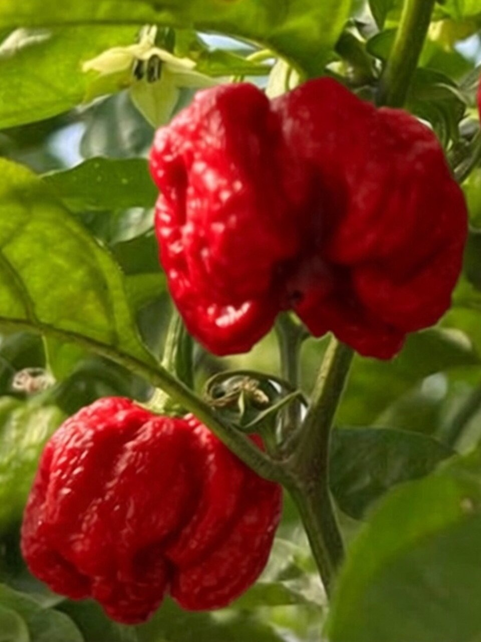 Семена Острый перец Carolina Reaper (Каролинский жнец), 10 семян