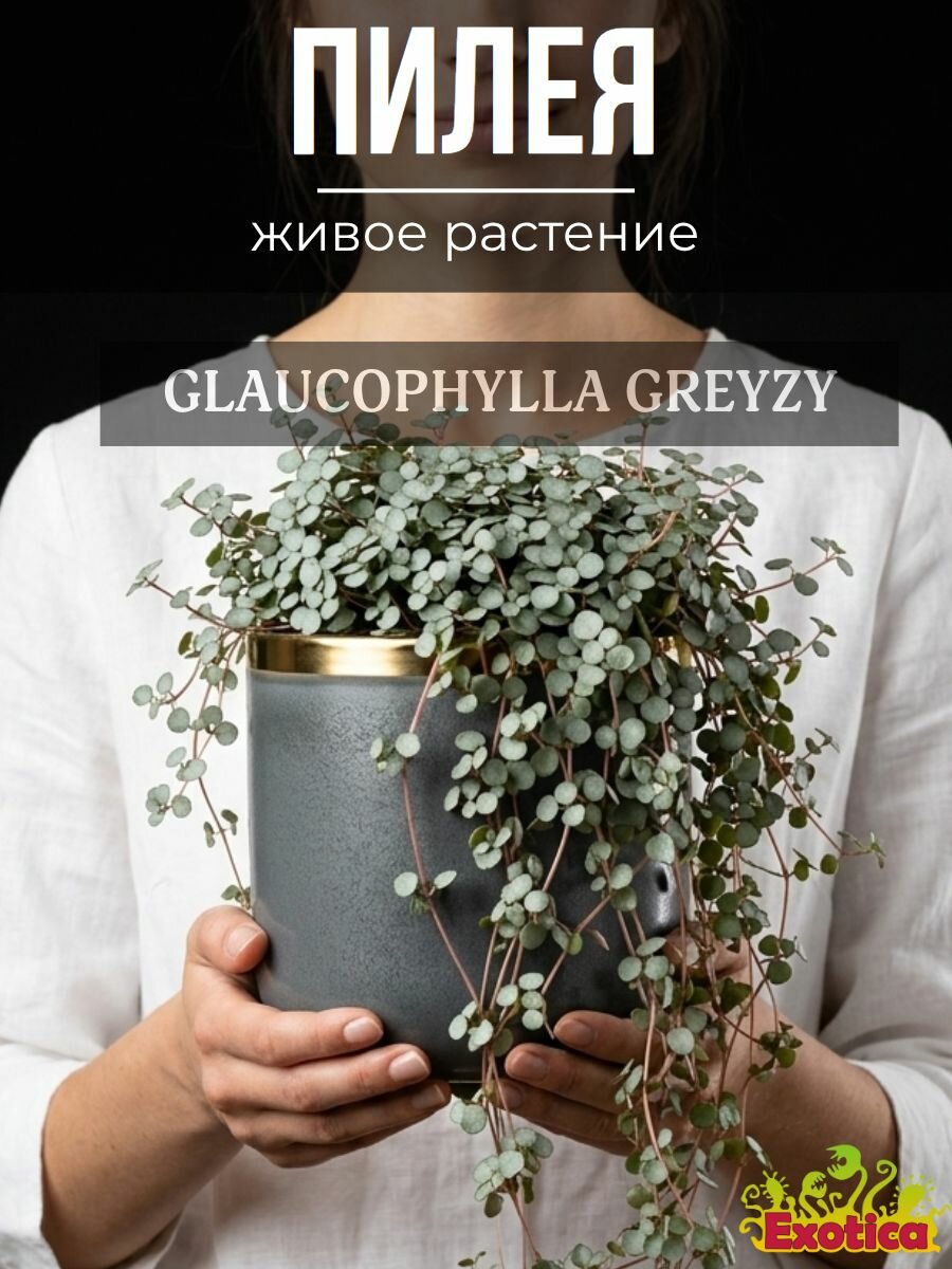 Пилея Глаукофилла Грейзи (Pilea Glaucophylla Greyzy) D6см, живое растение