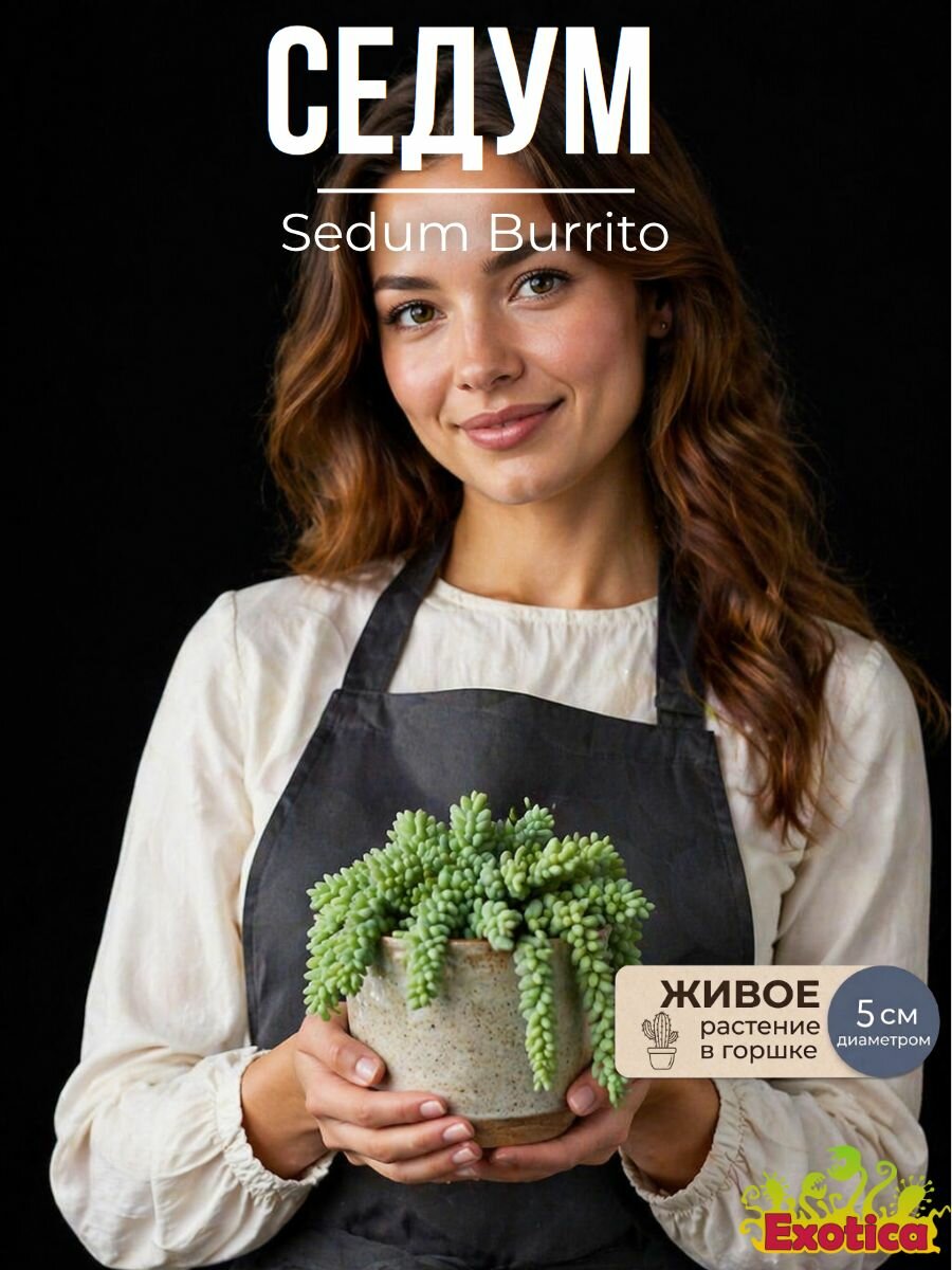 Седум Буррито (Sedum Burrito) D5см, растение в горшке