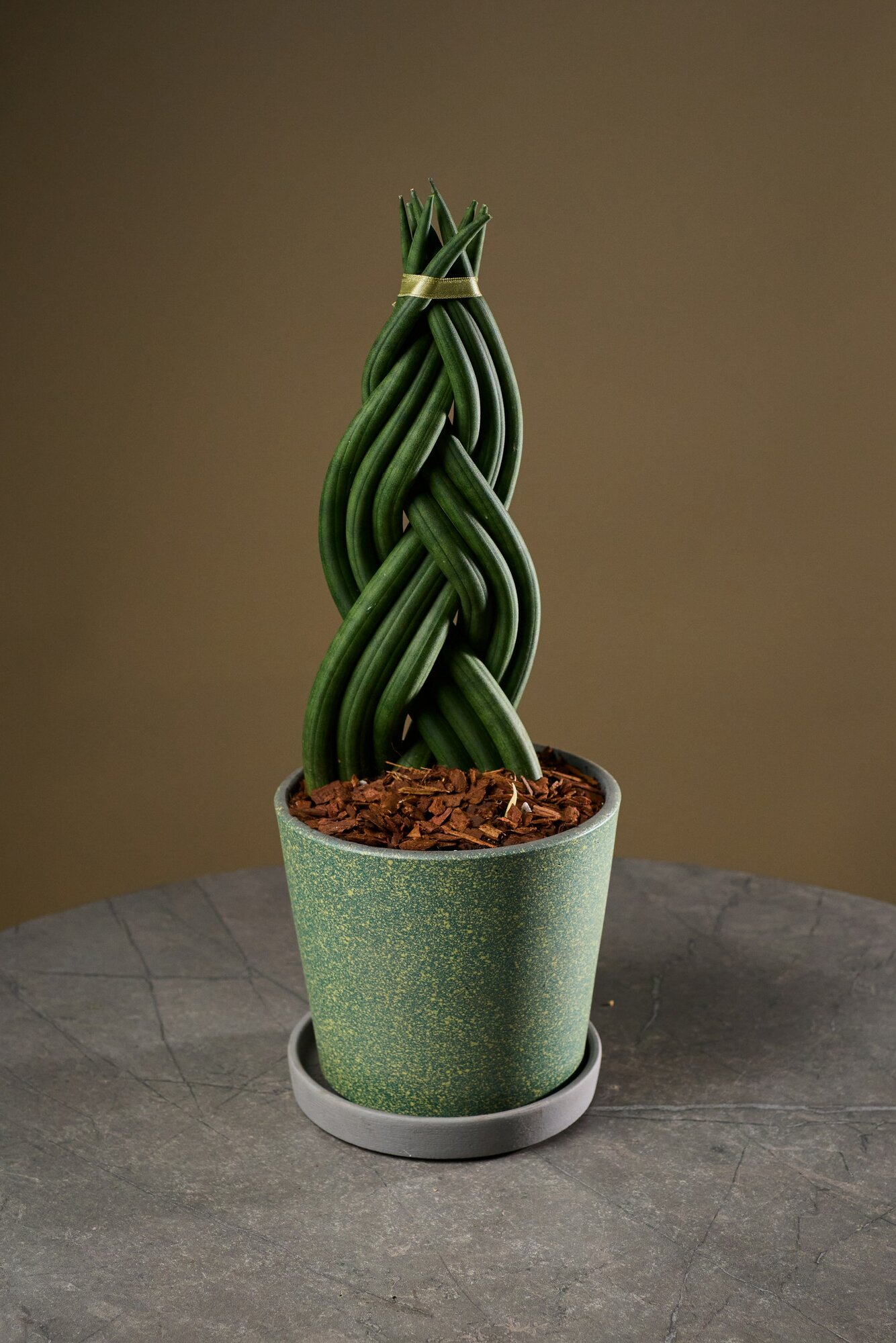 Сансевиерия цилиндрическая (косичка) в горшке от Margo Plants