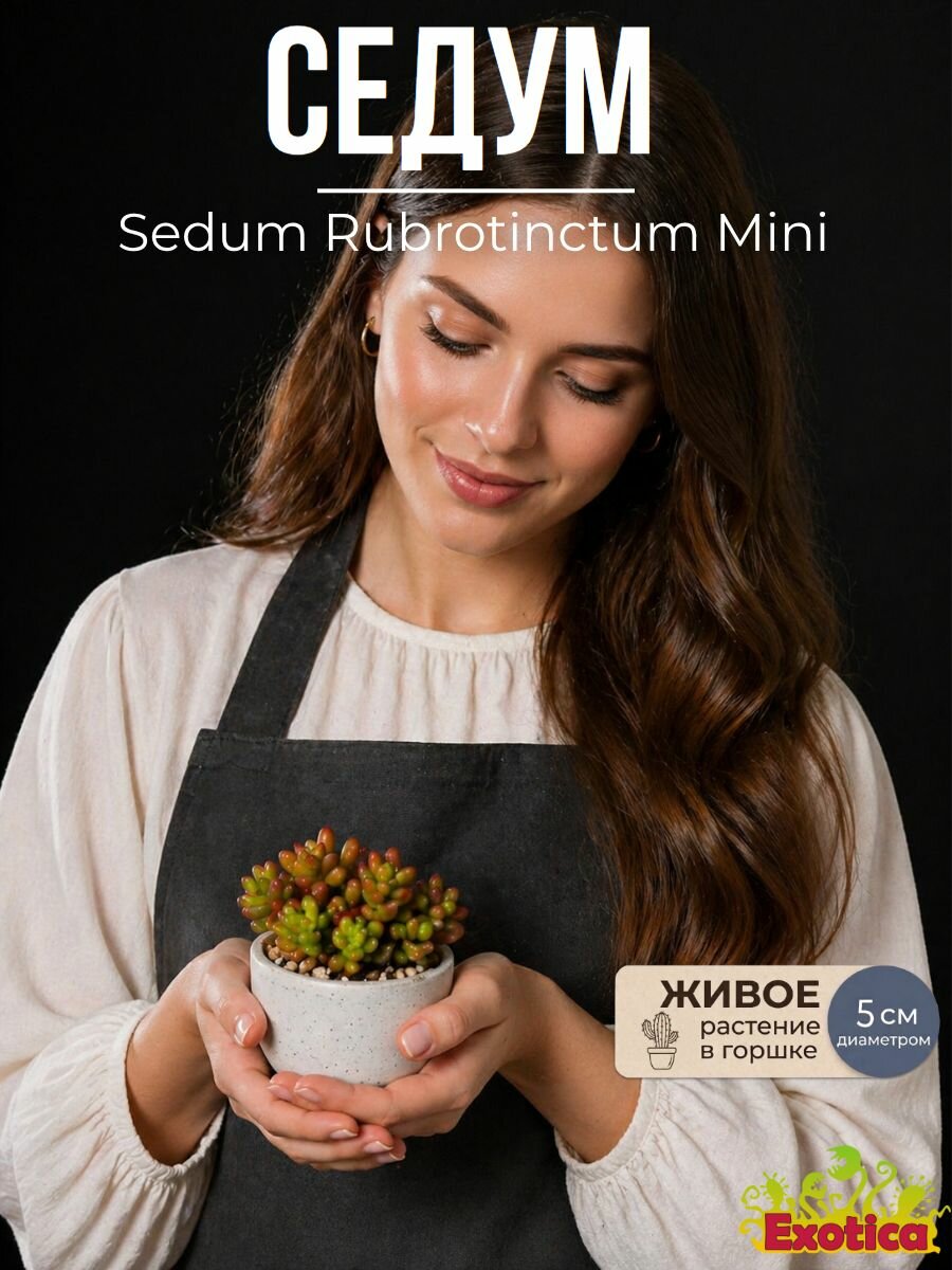 Седум Рубротинктум Мини (Sedum Rubrotinctum Mini) D5см, живое растение
