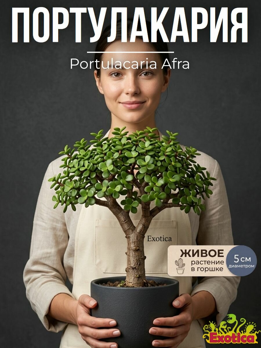 Портулакария Афра (Portulacaria Afra) D5см, комнатный цветок