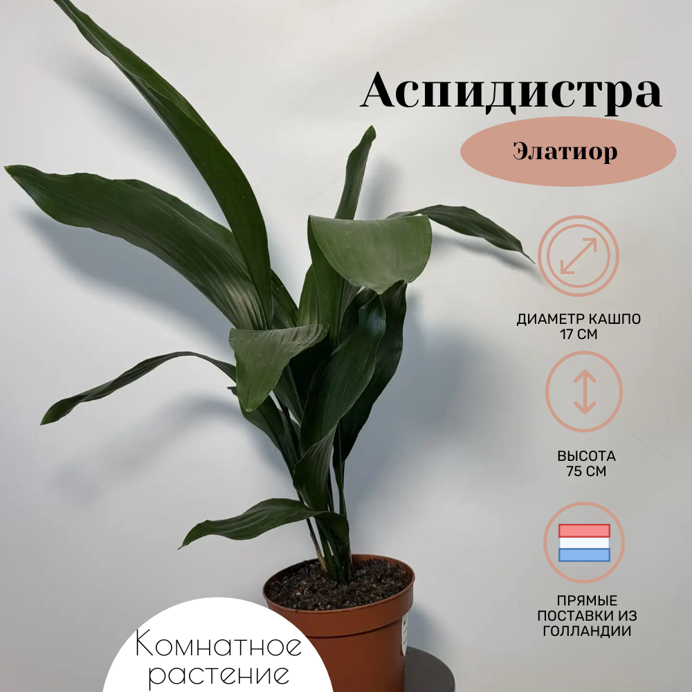 Комнатное растение Аспидистра Элатиор в транспортировочном кашпо, высота 75 см