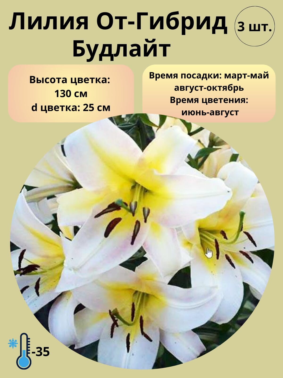 Луковицы Лилии от-гибрид, 3 шт