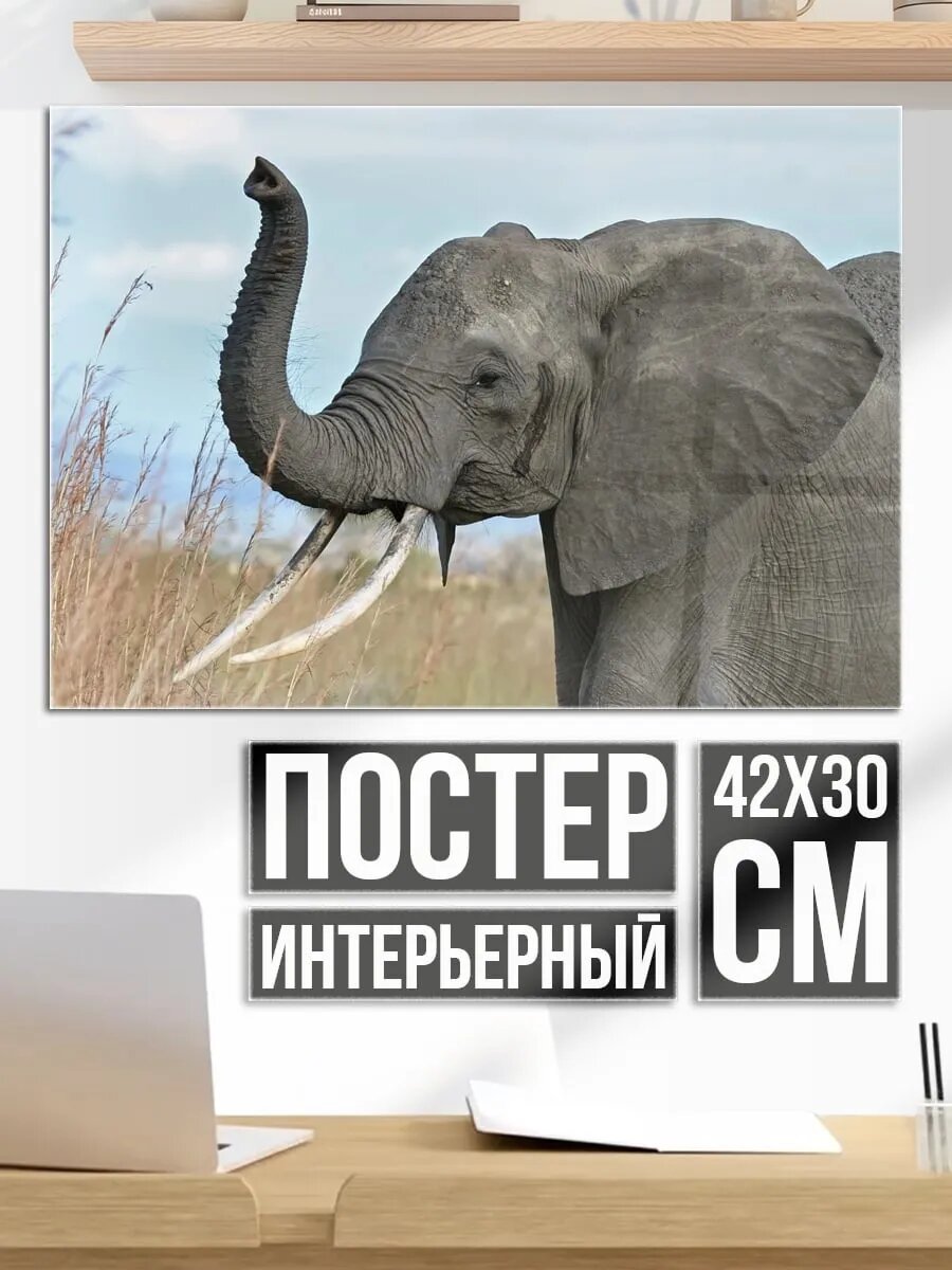 Плакат постер Африканский слон трубит