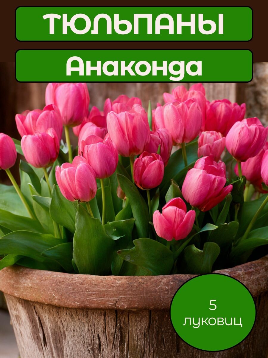 Луковицы тюльпана Анаконда 5 шт