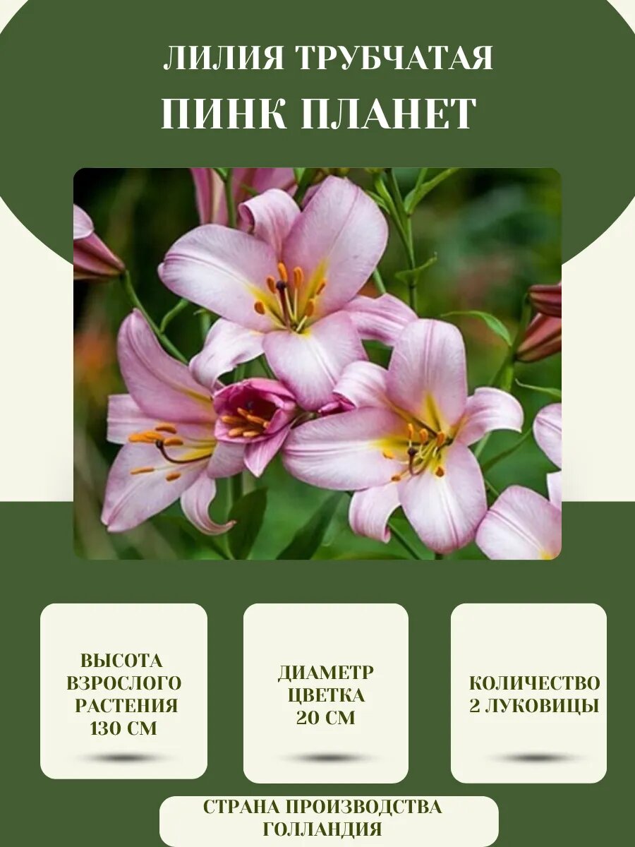Лилии луковицы/ Луковичные растения