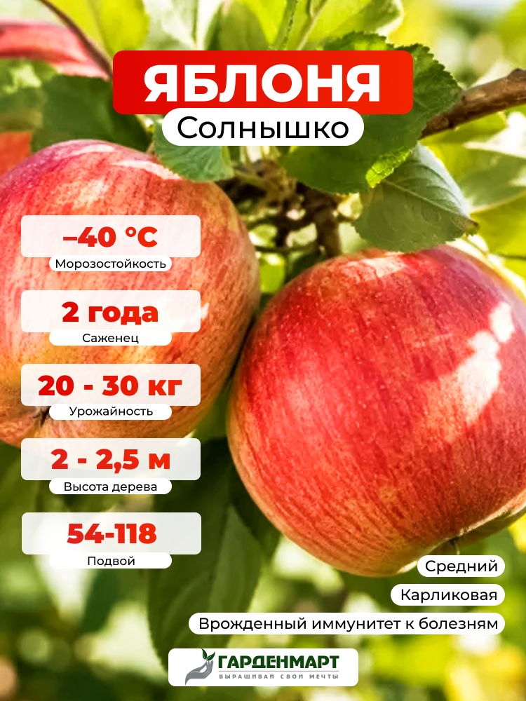 Саженец Яблоня карликовая Солнышко