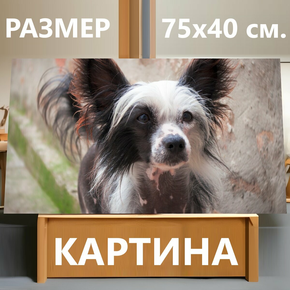 Картина на холсте "Китайской хохлатой щенка, китайская хохлатая собака, щенок" на подрамнике 75х40 см. для интерьера