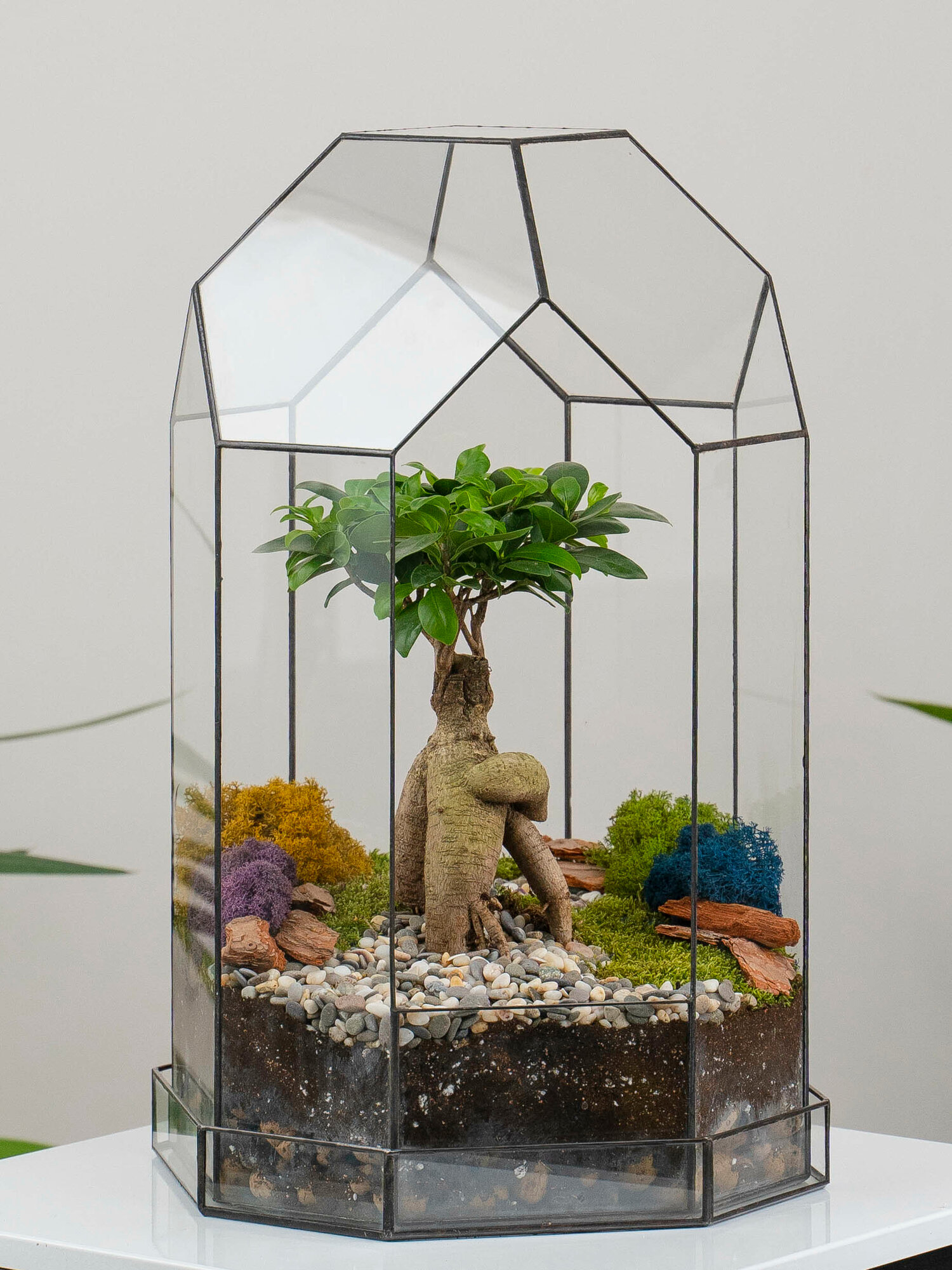 Geo Glass: Флорариум ручной работы с растением фикус микрокарпа, гинсенг 50 см