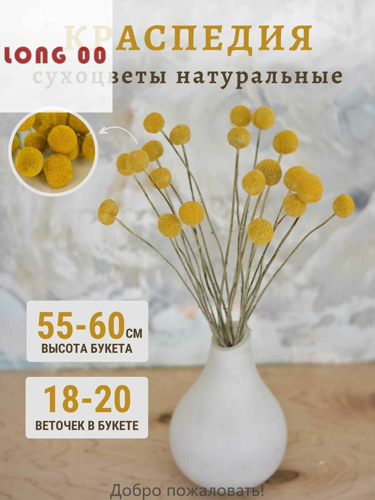 Сухоцветы для декора Trava Decor цветы Краспедия для вазы