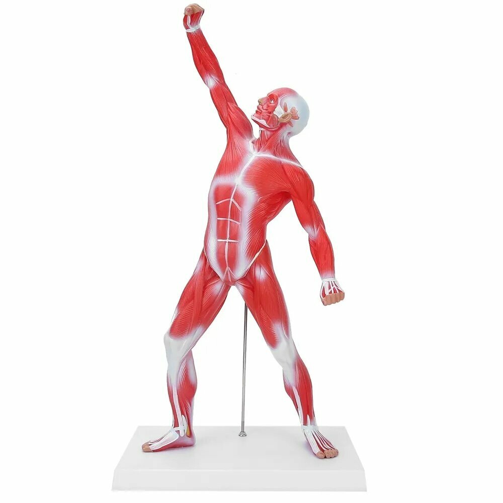 50 см модель анатомии поверхностных мышц человеческого тела