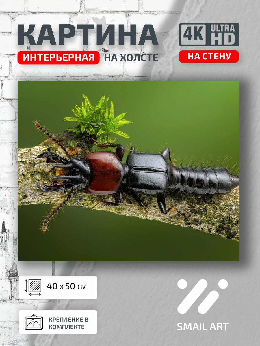 Картина на холсте интерьерная 40 на 50 на стену Ветка Macro для кабинета макро интерьер