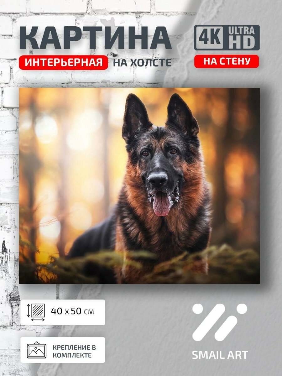 Картина на холсте интерьерная 40 на 50 на стену Немецкая овчарка для спальни атмосфера