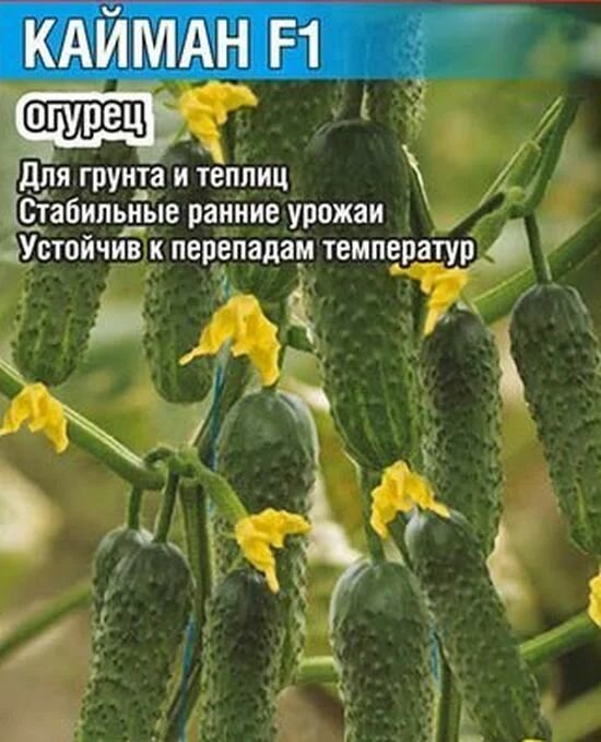 Коллекционные семена огурца Кайман F1