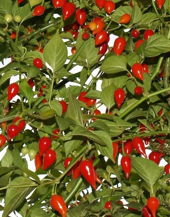 Коллекционные семена перца острого Бикиньо красный