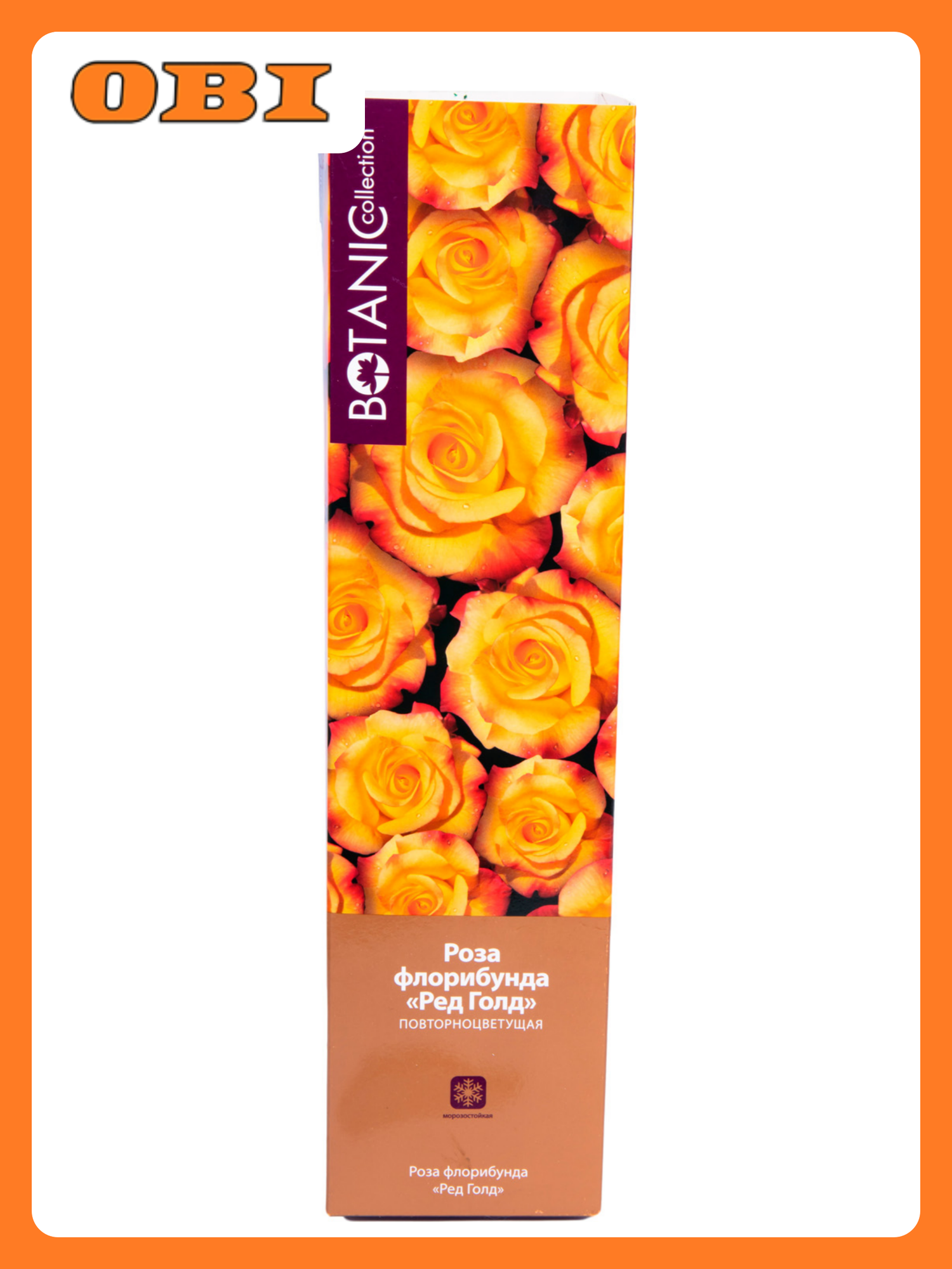 Растение Роза Флорибунда Botanic Collection Стромболи 1 шт в ассортименте