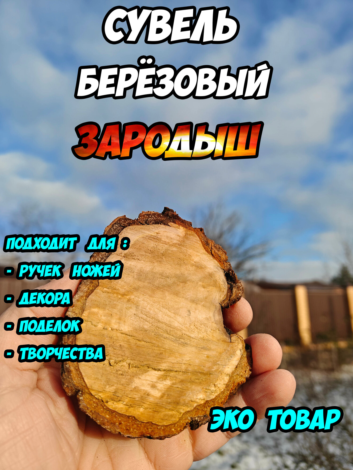 Берёзовый сувель - Зародыш