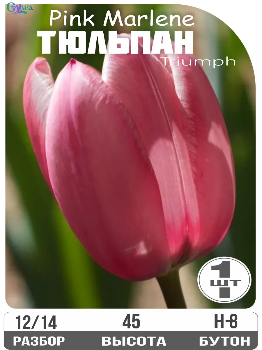 Тюльпаны луковицы Пинк Марлен 1шт крупные, разбор 12/14