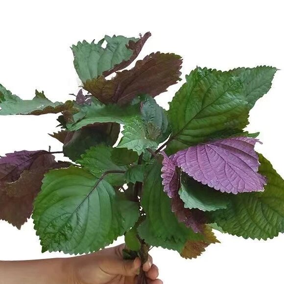 Семена овощной клубники See-D.008