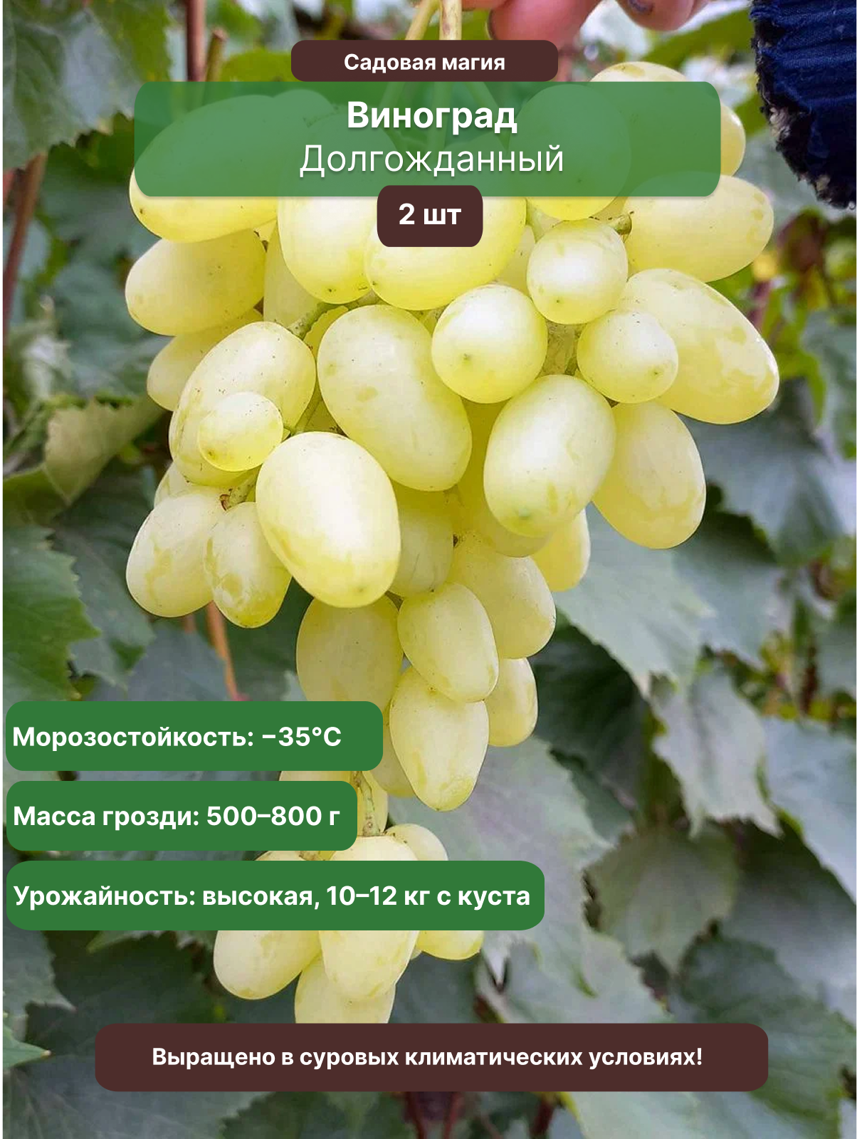 Виноград Долгожданный / 2 шт, столовый, сверхранний, крупноплодный