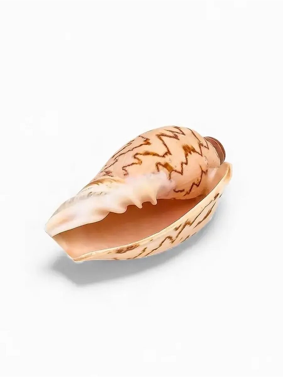 Эстетичная ракушка для интерьерных решений