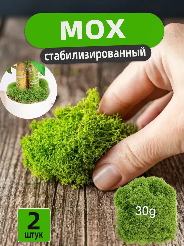 Стабилизированный мох, 2 шт