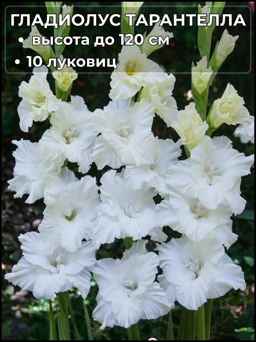 Гладиолус Тарантелла, луковицы 10 штук