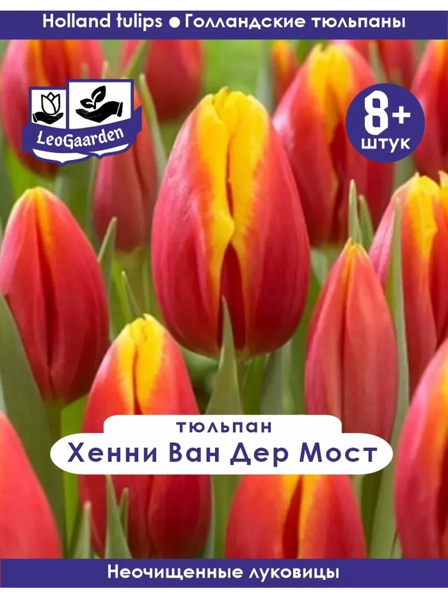 Тюльпан Луковица, Хенни Ван Дер, 8+ шт