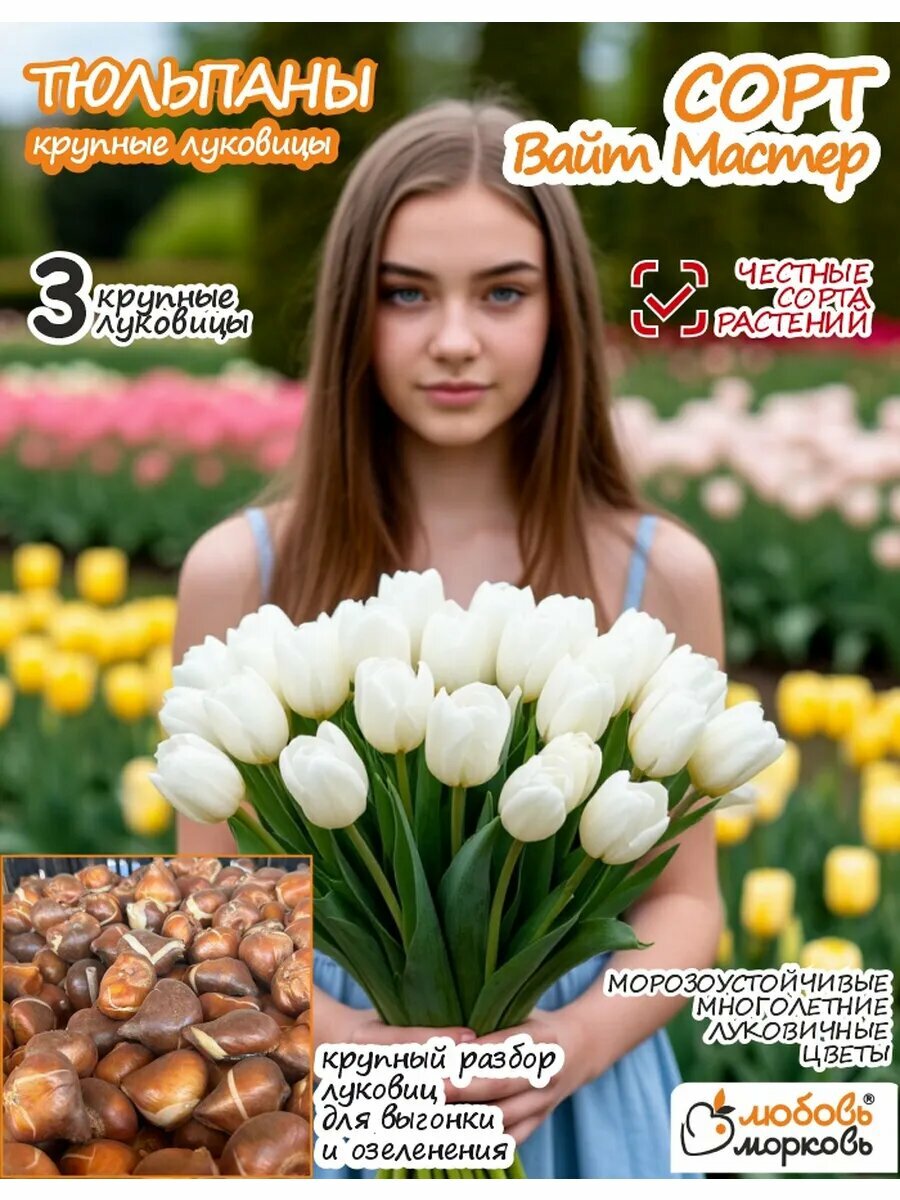 Тюльпан Луковица Вайт Мастер 3 шт крупные