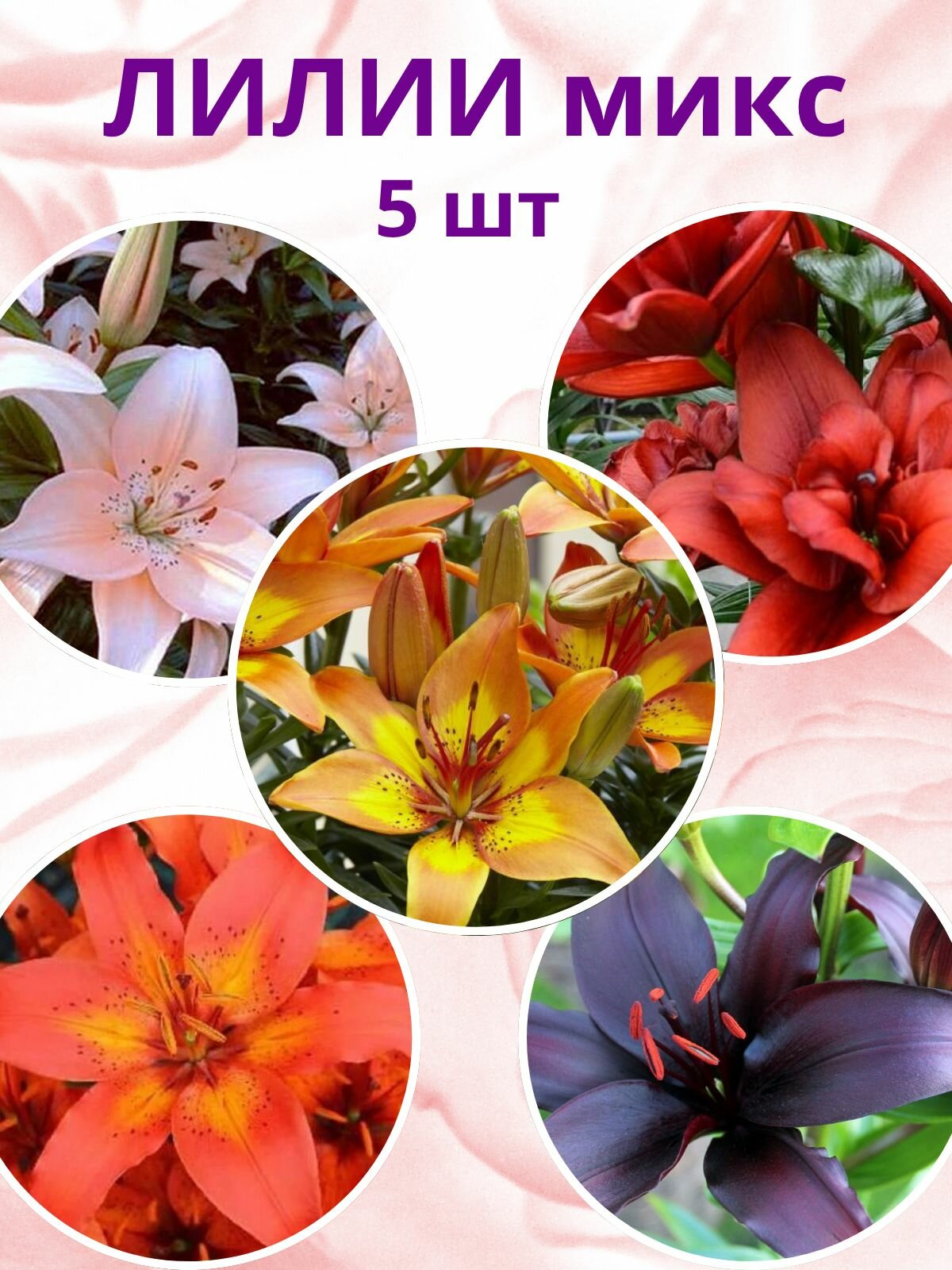 Лилия луковицы, многолетние цветы для посадки, микс 5 штук