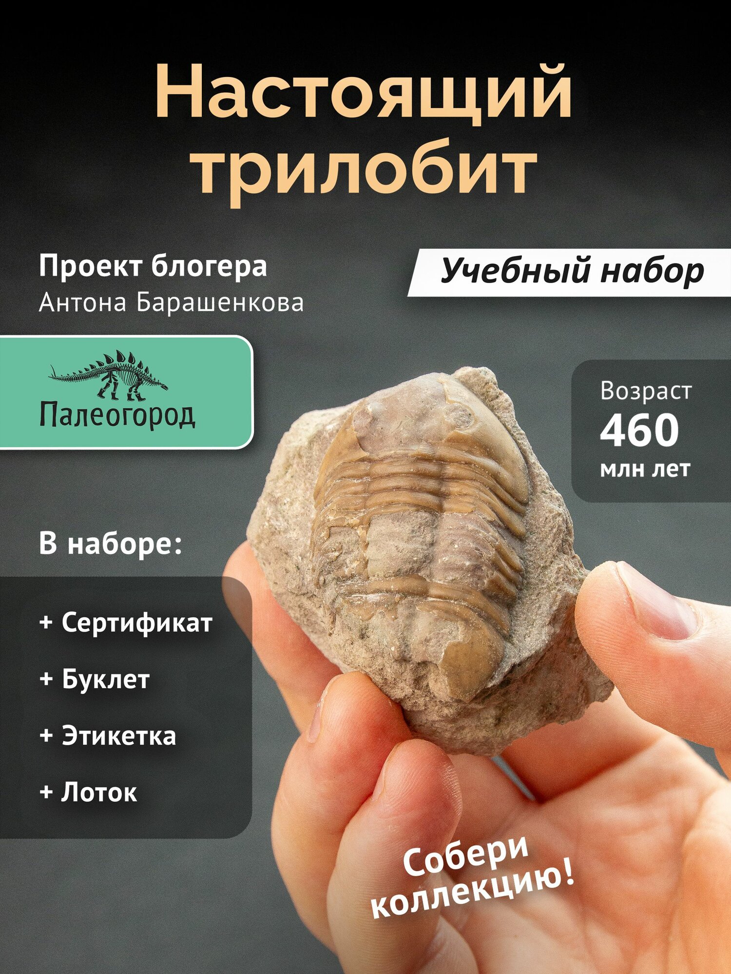 Набор палеонтолога (образец №547). Трилобит Asaphus lepidurus XF. Необычный подарок мальчику, девочке, подростку. Опыты и раскопки.