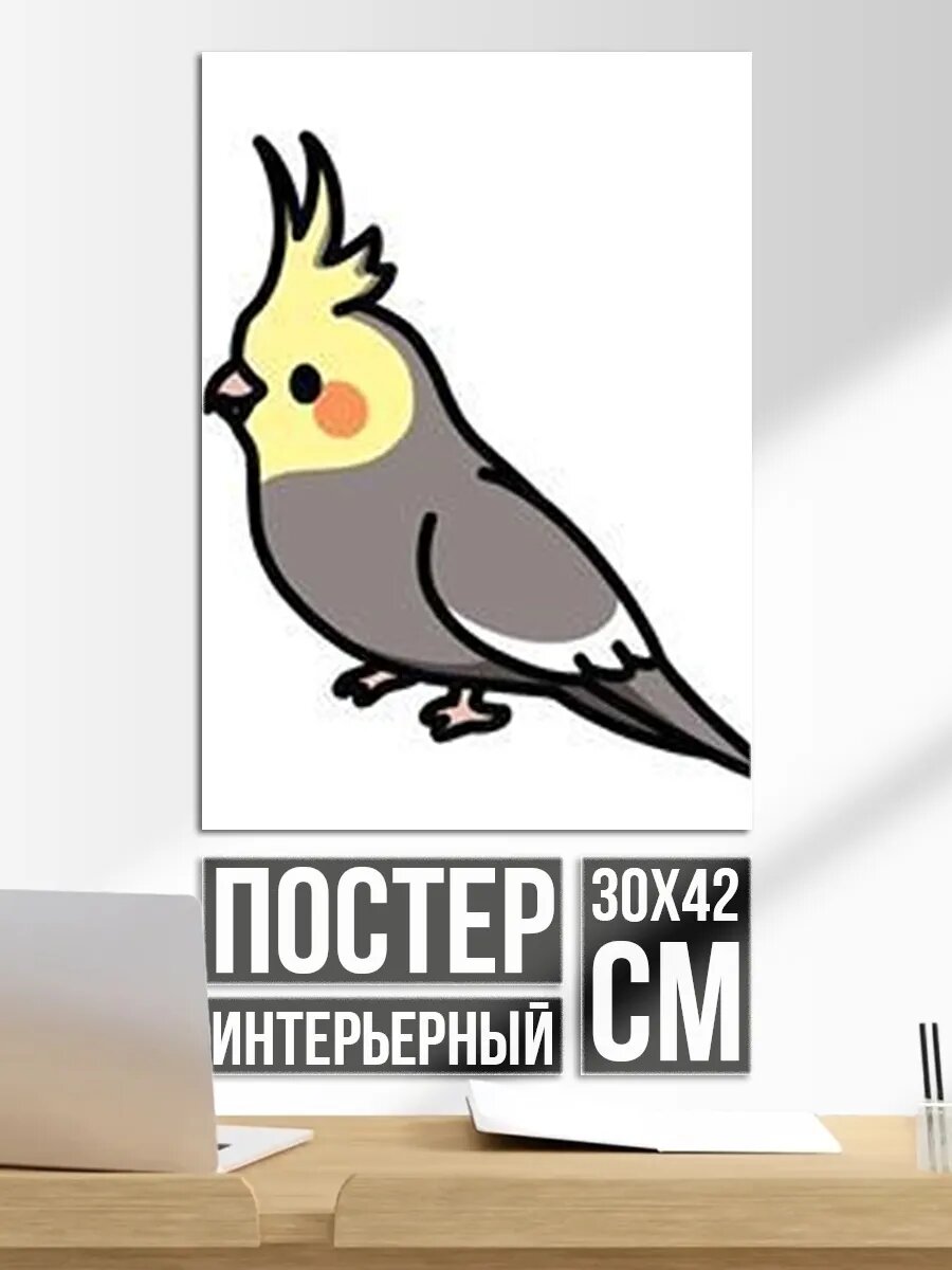 Плакат постер Корелла птица арт