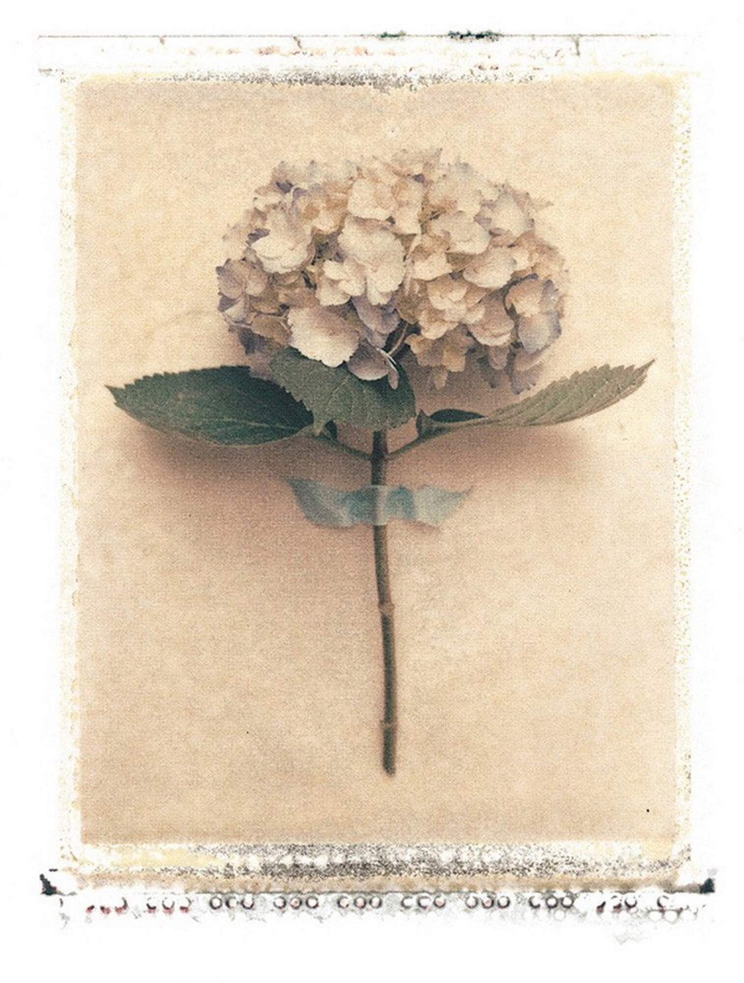 Плакат, постер Засохшая гортензия-Дэн Эстабрук на холсте, размер 21х30см