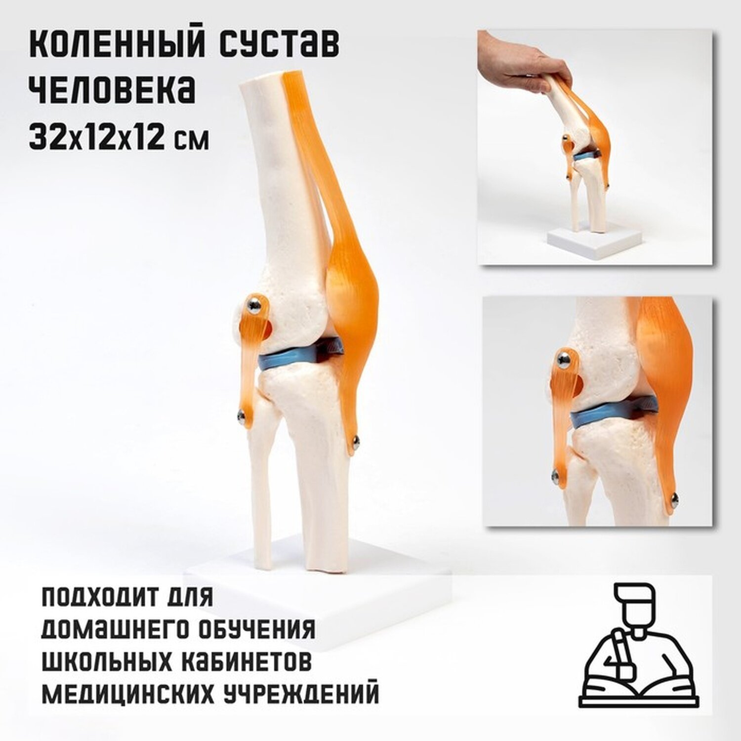 Анатомическая модель "Макет коленного сустава", пластик, 32 х 12 х 12 см