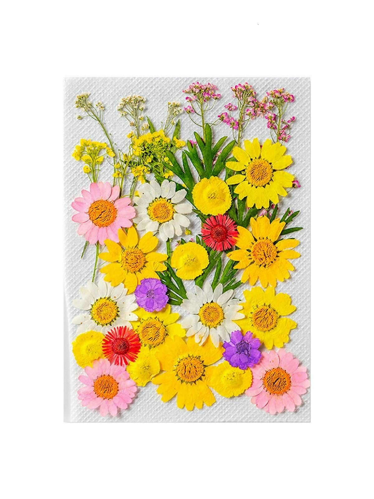 Стабилизированныецветы, Комплект материалов для садовой серии с Живыми цветами и образцами растений -Chunhua Qiuyue