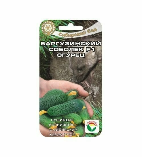 Семена Огурец Баргузинский соболек F1 7 шт Сибирский сад, 2 шт