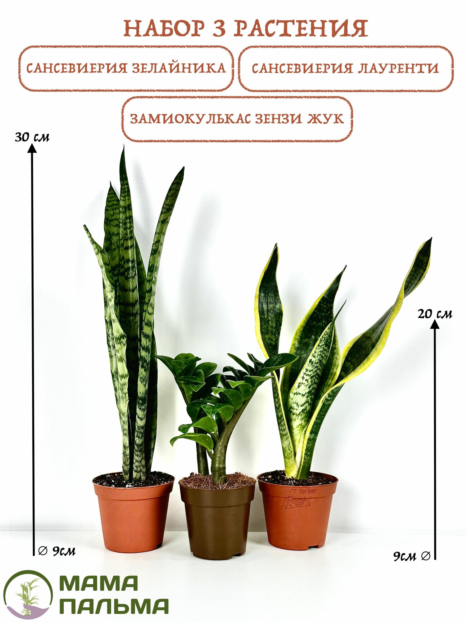 Набор 3 растения Сансевиерия Лауренти Замиокулькас Зензи Жук Сансевиерия Зейланика в горшке D9 (живые растения)