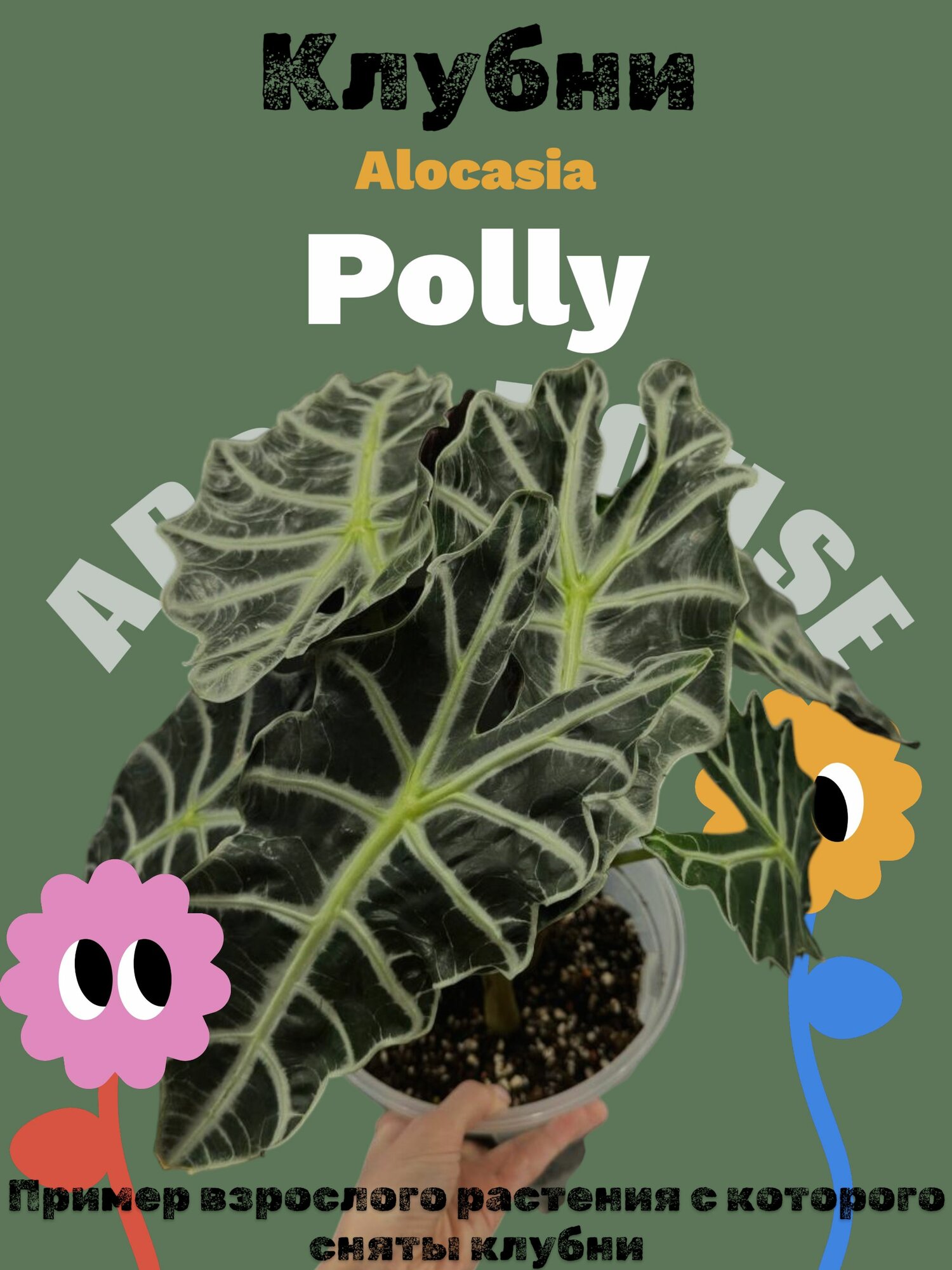 Алоказия Polly Полли клубень 1 шт.