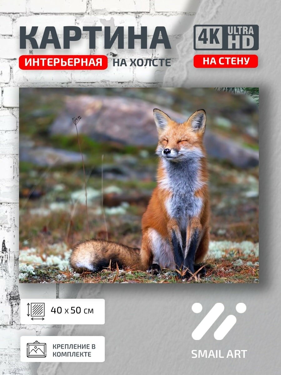 Картина на холсте интерьерная 40 на 50 на стену Довольная лисичка для студии атмосфера
