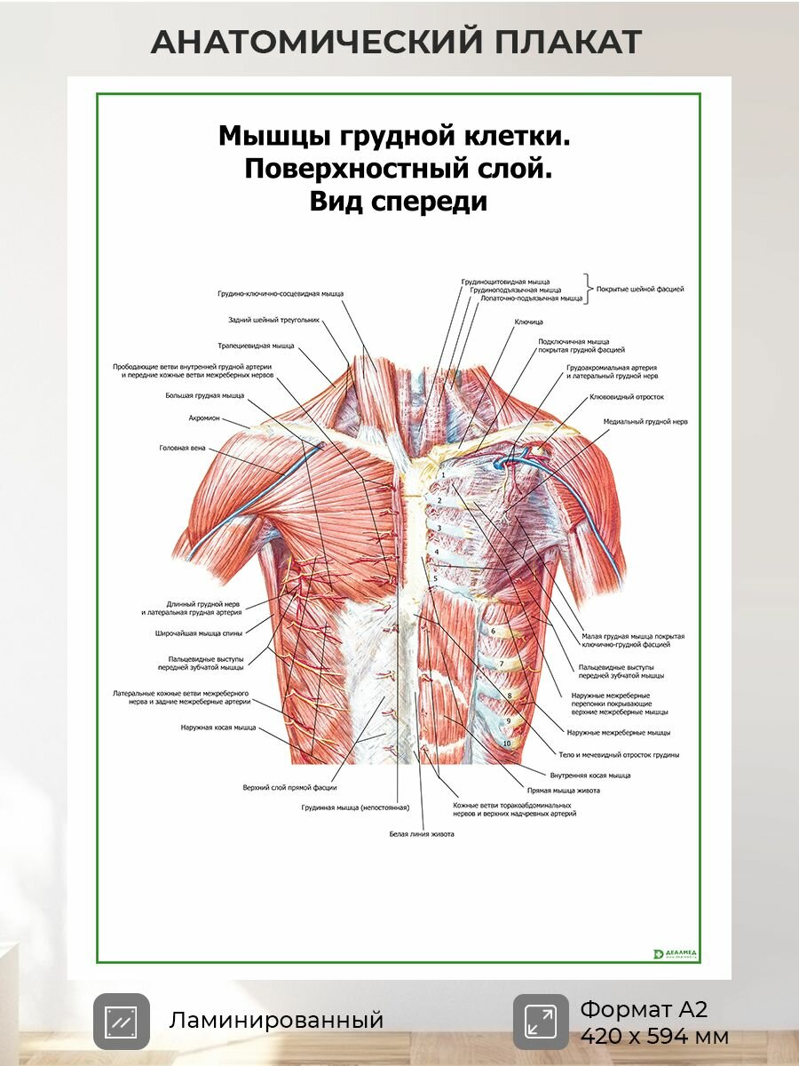 Обучающий медицинский плакат ламинированный формат А2 Мышцы грудной клетки. Поверхностный слой. Вид спереди