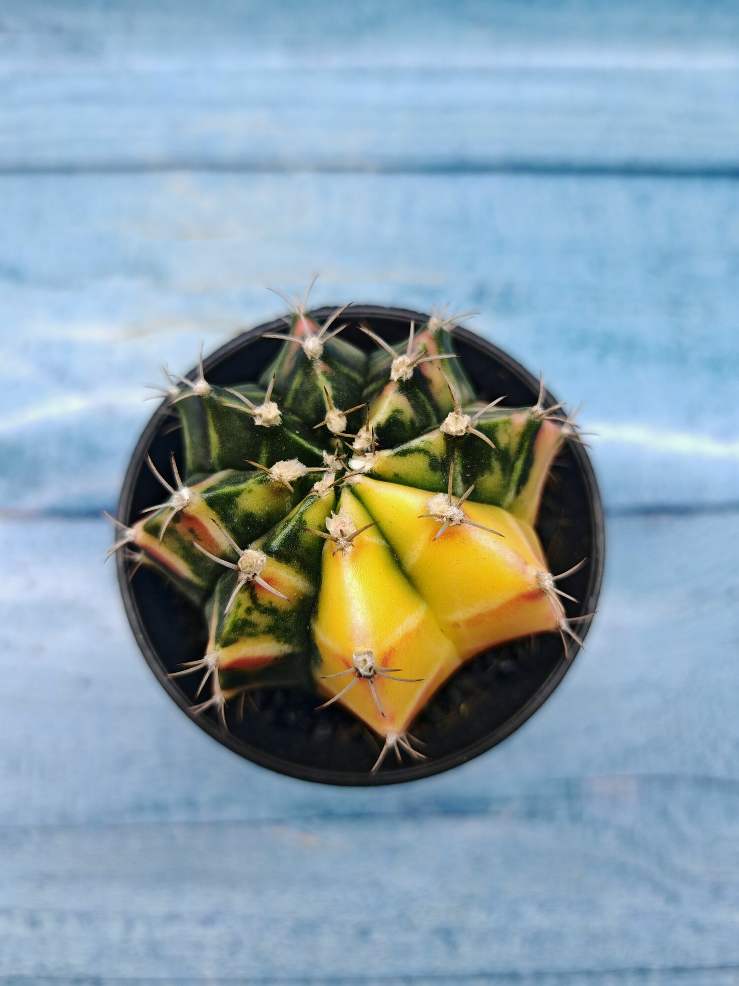 Коллекционный кактус Gymnocalycium Variegata (Гимнокалициум Вариегатный). Диаметр горшка 7 см. Субстрат Succuterra Classic и фирменный горшочек в комплекте.