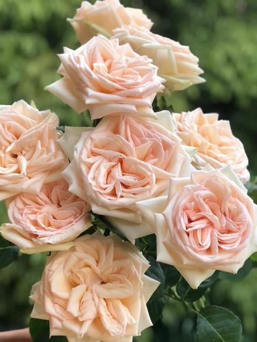 Роза японская Принцесса Майя / 1шт, цвет розовый, многолетняя