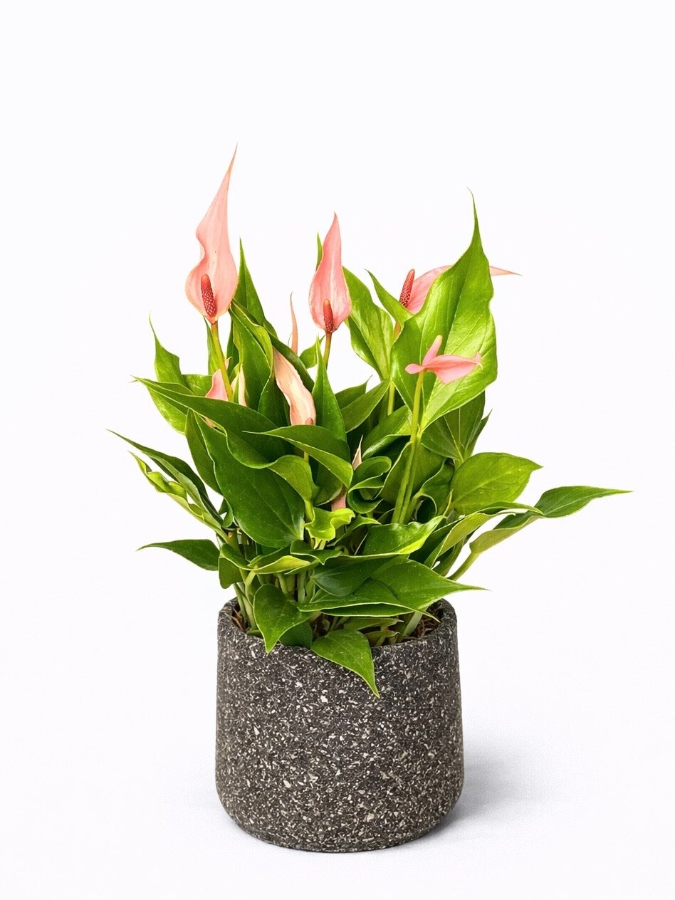 Антуриум Лилли розовый (Anthurium andreanum Lilli "Pink") 14см