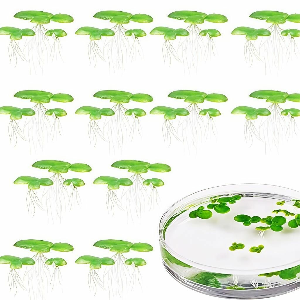 2 упаковки плавающих декораций для аквариума с ряской