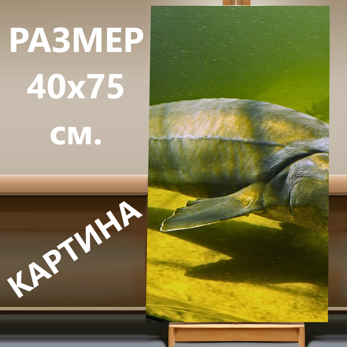 Картина на холсте "Kapitaler осетровых рыб, большой аквариум, рыбы" на подрамнике 75х40 см. для интерьера